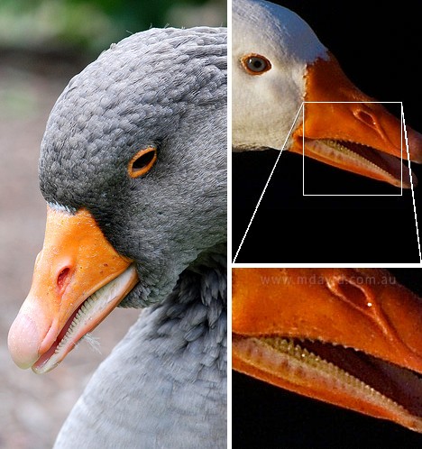 Brush Your Beak: 10 Amazing Birds With Teeth - WebEcoist