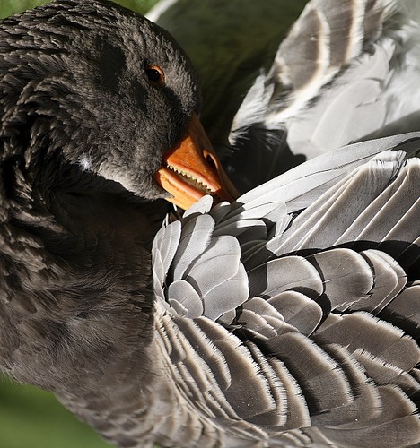 Brush Your Beak: 10 Amazing Birds With Teeth - WebEcoist