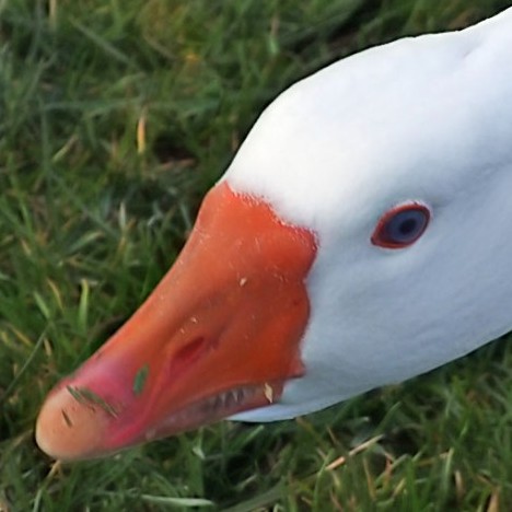 Brush Your Beak: 10 Amazing Birds With Teeth - WebEcoist