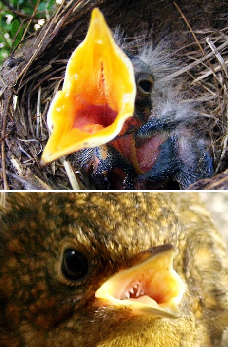 Brush Your Beak: 10 Amazing Birds With Teeth - WebEcoist