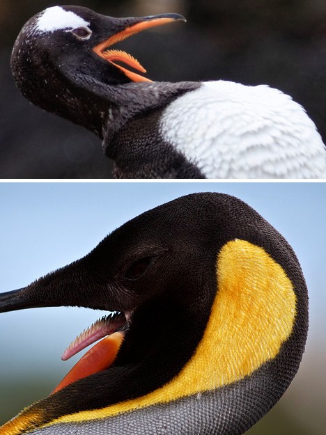 Brush Your Beak: 10 Amazing Birds With Teeth - WebEcoist
