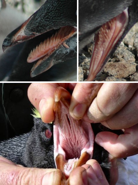 Brush Your Beak: 10 Amazing Birds With Teeth - WebEcoist