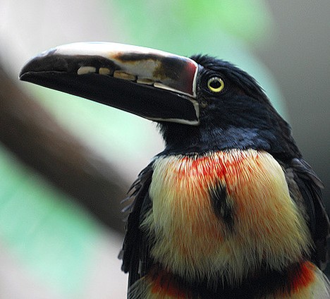Brush Your Beak: 10 Amazing Birds With Teeth - WebEcoist