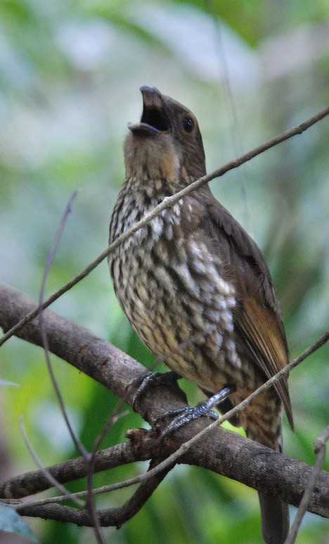 Brush Your Beak: 10 Amazing Birds With Teeth - WebEcoist