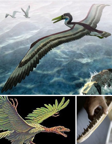 Brush Your Beak: 10 Amazing Birds With Teeth - WebEcoist