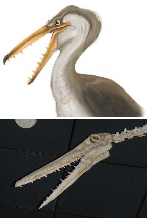 Brush Your Beak: 10 Amazing Birds With Teeth - WebEcoist