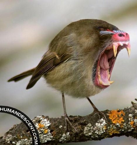 Brush Your Beak: 10 Amazing Birds With Teeth - WebEcoist