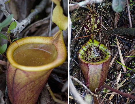 7 Carnivorous Wonders of the Plant World - WebEcoist