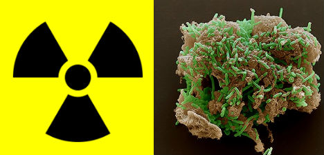 Beneficial Bacteria: 12 Ways Microbes Help The Environment - WebEcoist