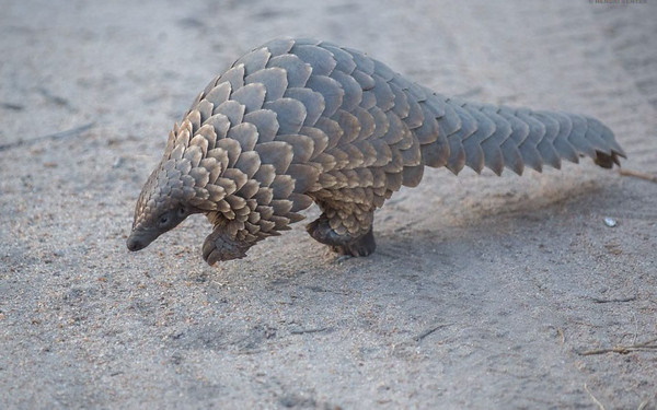 Hot Licks: The World's 10 Most Amazing Anteaters - WebEcoist