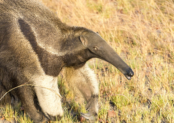 Hot Licks: The World's 10 Most Amazing Anteaters - WebEcoist