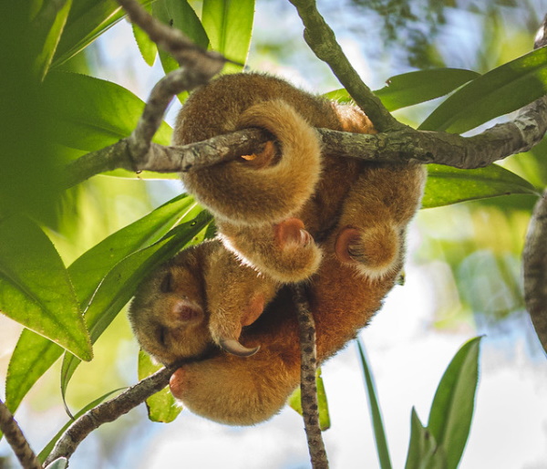 Hot Licks: The World's 10 Most Amazing Anteaters - WebEcoist