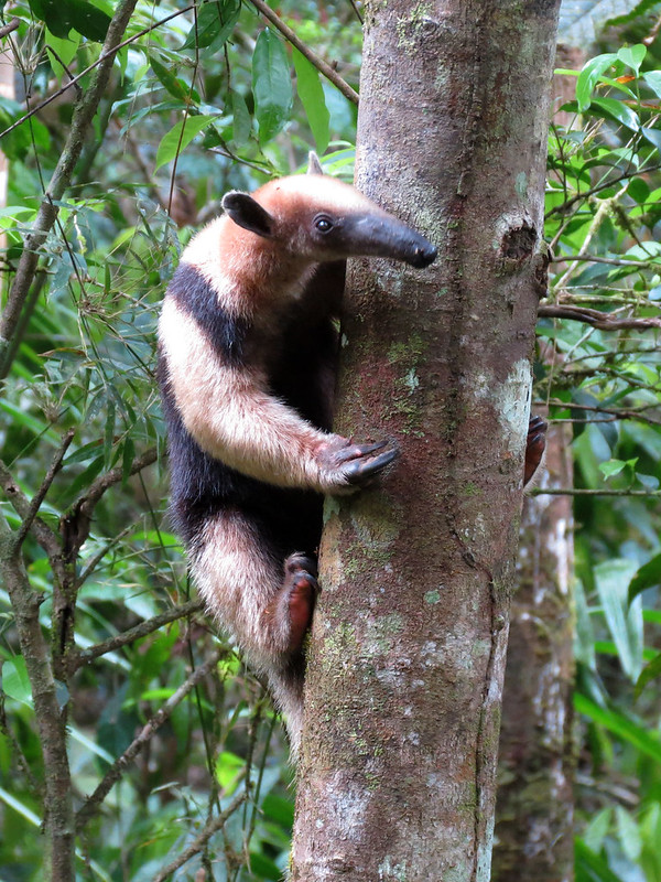 Hot Licks: The World's 10 Most Amazing Anteaters - WebEcoist
