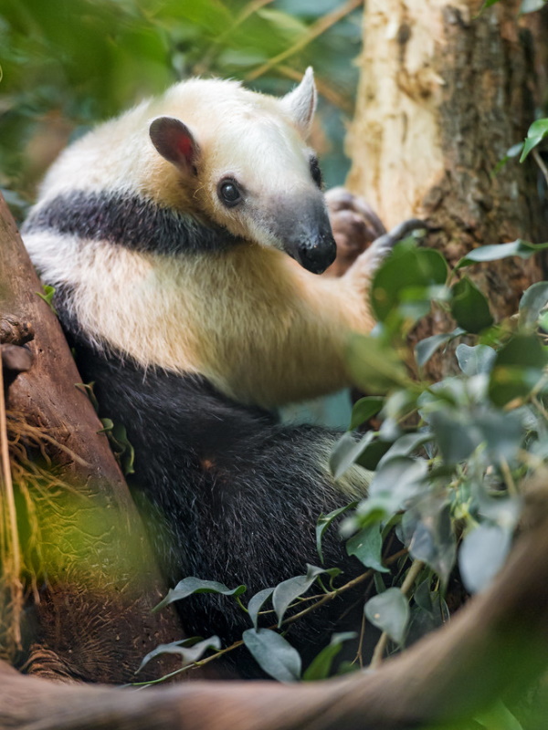 Hot Licks: The World's 10 Most Amazing Anteaters - WebEcoist