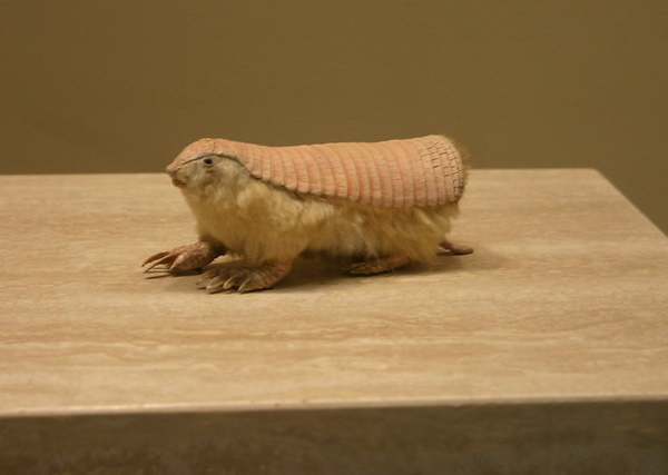 Hot Licks: The World's 10 Most Amazing Anteaters - WebEcoist