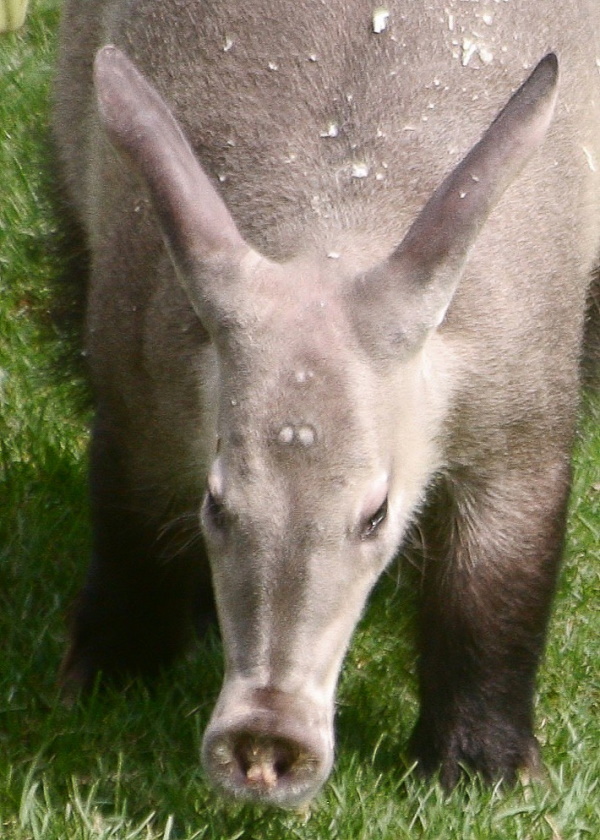 Hot Licks: The World's 10 Most Amazing Anteaters - WebEcoist