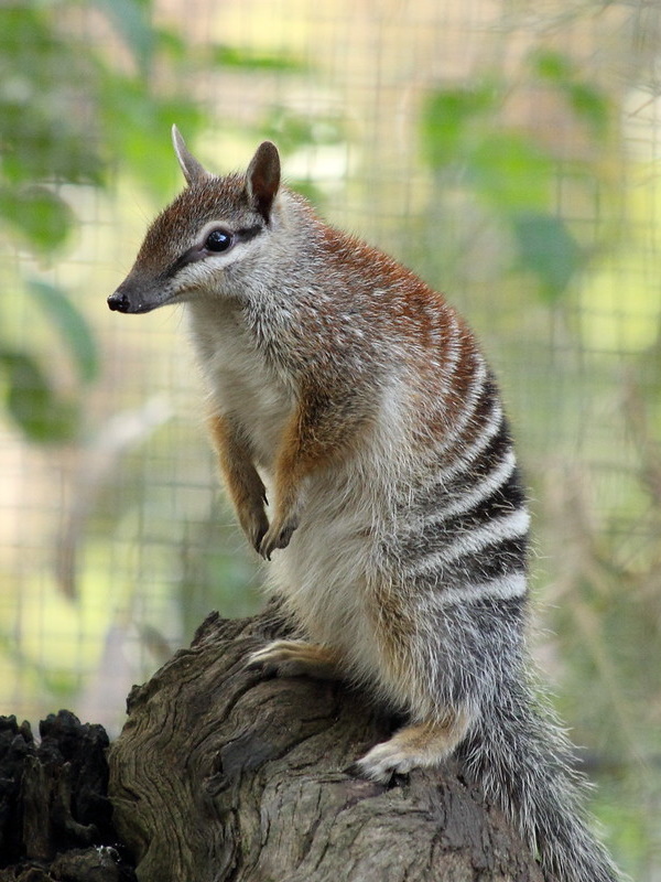 Hot Licks: The World's 10 Most Amazing Anteaters - WebEcoist