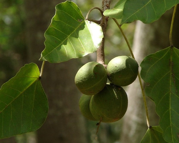 Crunch Time: The World's 9 Most Unusual Nuts - WebEcoist