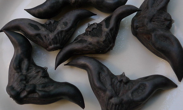 Crunch Time: The World's 9 Most Unusual Nuts - WebEcoist