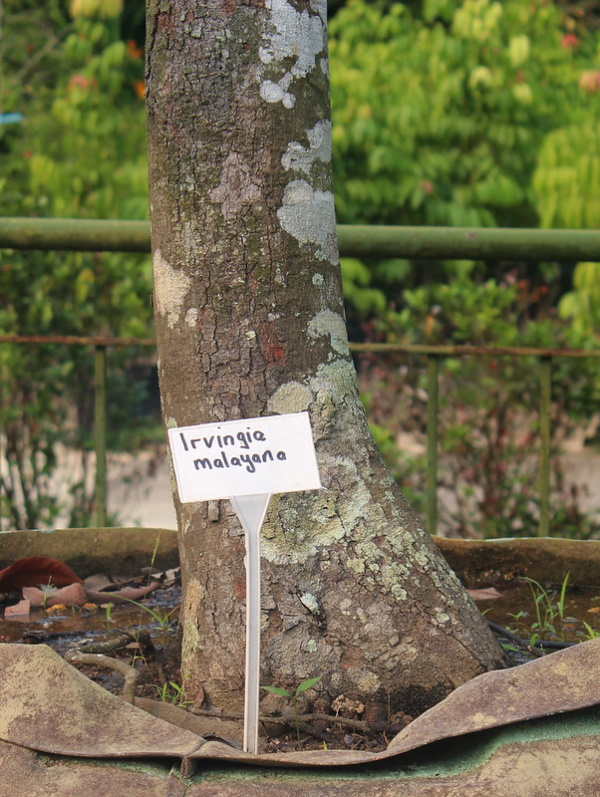 Crunch Time: The World's 9 Most Unusual Nuts - WebEcoist