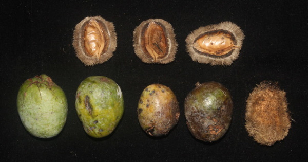Crunch Time: The World's 9 Most Unusual Nuts - WebEcoist
