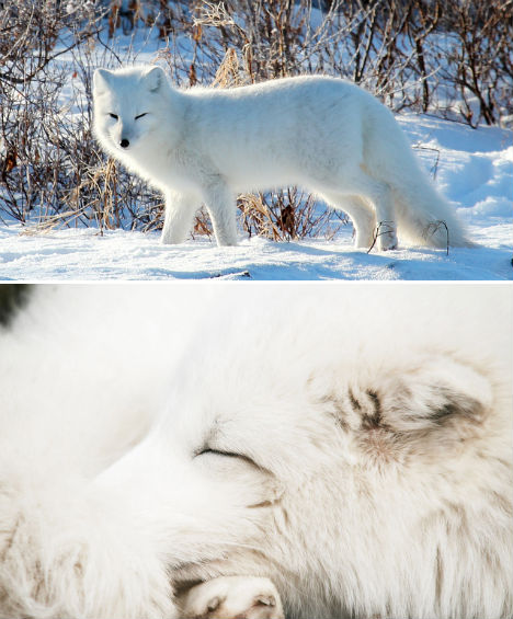 Arctic Animals: 37 Photos of Snow-White Wildlife - WebEcoist