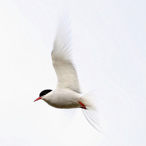 Arctic Animals: 37 Photos of Snow-White Wildlife - WebEcoist