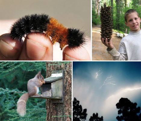 Signs of Winter Weather: 14 Folklore Predictions - WebEcoist