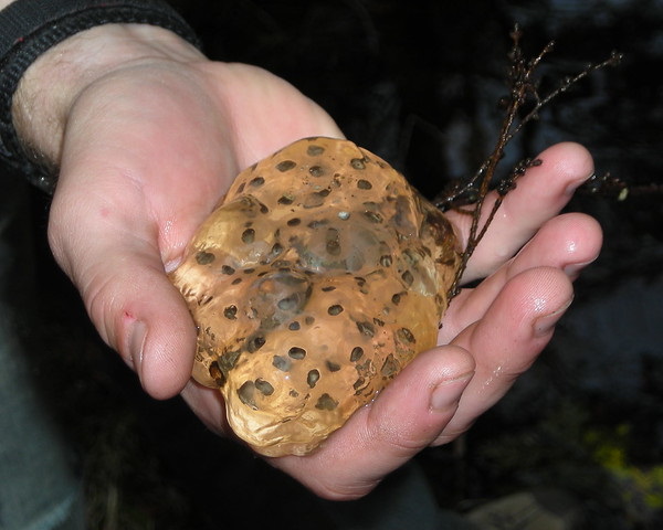 It's No Yolk: 7 Amazing Edible Non-Chicken Eggs - WebEcoist