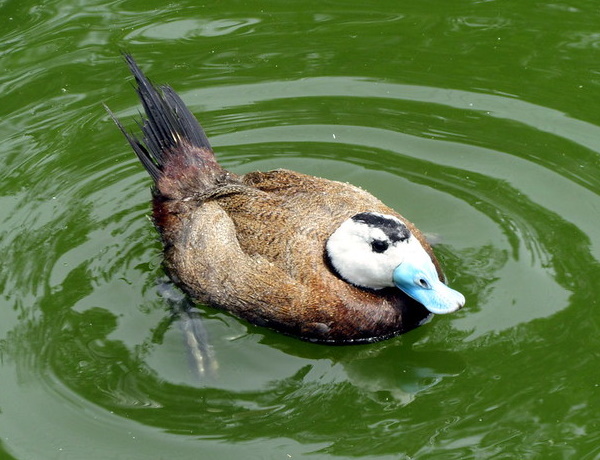 Quack Addiction: The World's 7 Most Amazing Ducks - WebEcoist