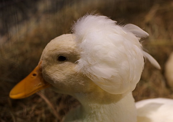 Quack Addiction: The World's 7 Most Amazing Ducks - WebEcoist