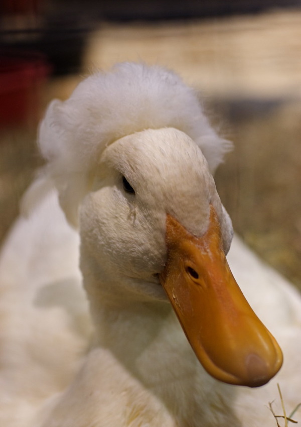 Quack Addiction: The World's 7 Most Amazing Ducks - WebEcoist