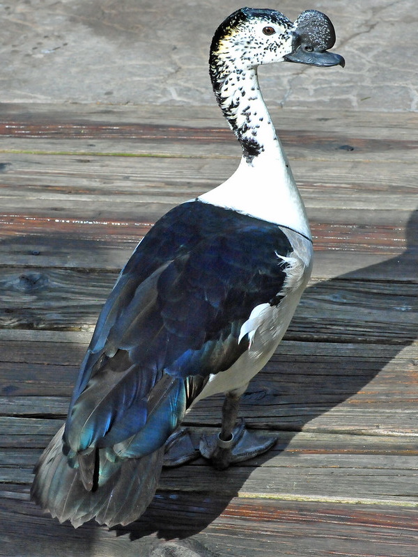 Quack Addiction: The World's 7 Most Amazing Ducks - WebEcoist