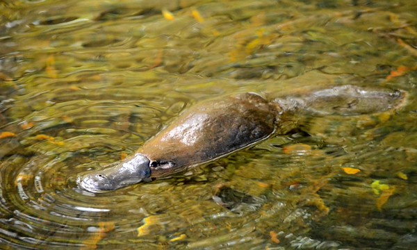 Faded Genes: The 7 Most Primitive Living Mammals - WebEcoist