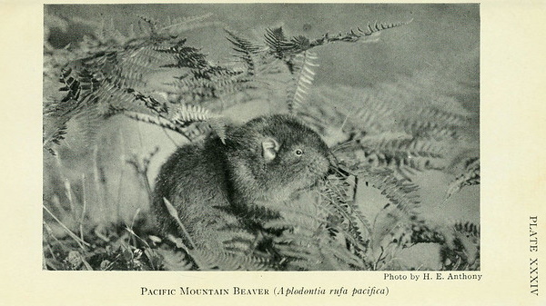 Faded Genes: The 7 Most Primitive Living Mammals - WebEcoist