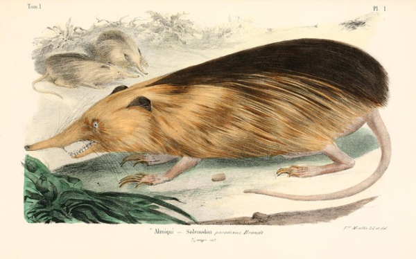 Faded Genes: The 7 Most Primitive Living Mammals - Page 2 of 3 - WebEcoist