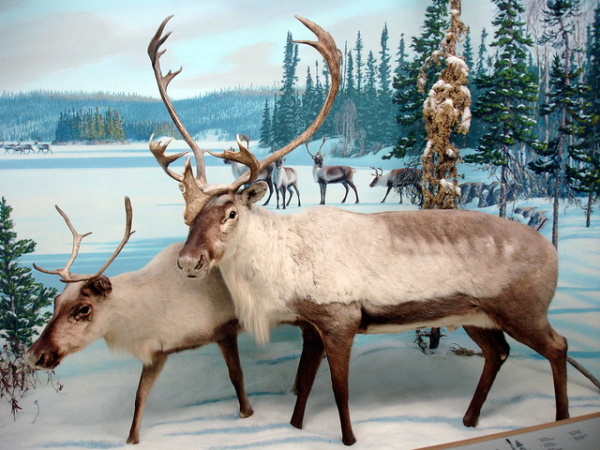 Antler Management: 7 Amazing Reindeer Subspecies - Page 2 of 3 - WebEcoist