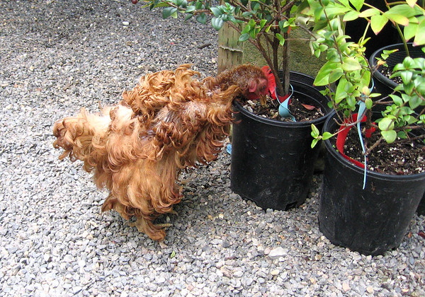 Perm Whales: 7 Amazing Unexpected Curly-Haired Animals - WebEcoist