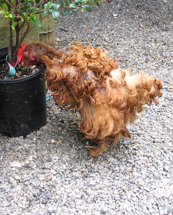 Perm Whales: 7 Amazing Unexpected Curly-Haired Animals - WebEcoist