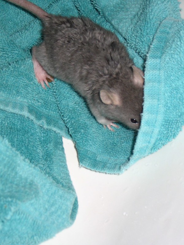 Perm Whales: 7 Amazing Unexpected Curly-Haired Animals - WebEcoist