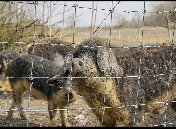 Perm Whales: 7 Amazing Unexpected Curly-Haired Animals - WebEcoist