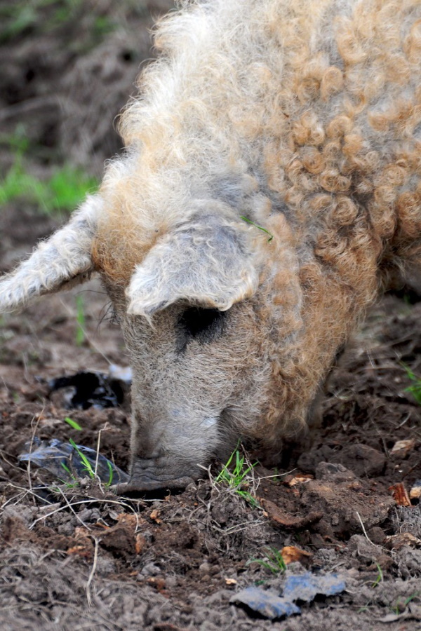 Perm Whales: 7 Amazing Unexpected Curly-Haired Animals - WebEcoist