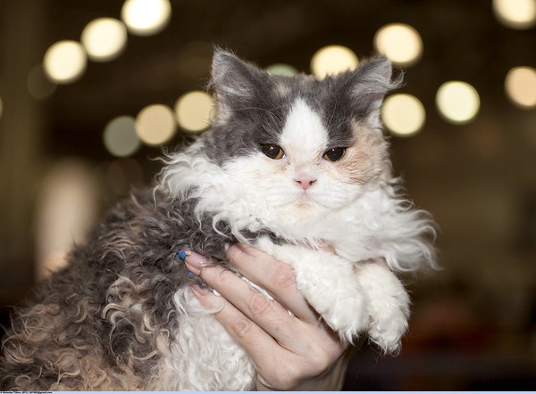 Perm Whales: 7 Amazing Unexpected Curly-Haired Animals - Page 2 of 3 ...