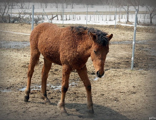 Perm Whales: 7 Amazing Unexpected Curly-Haired Animals - Page 3 of 3 ...