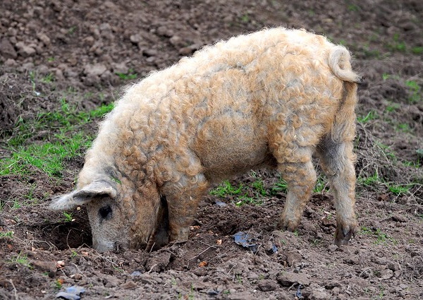 Perm Whales: 7 Amazing Unexpected Curly-Haired Animals - Page 2 of 3 ...