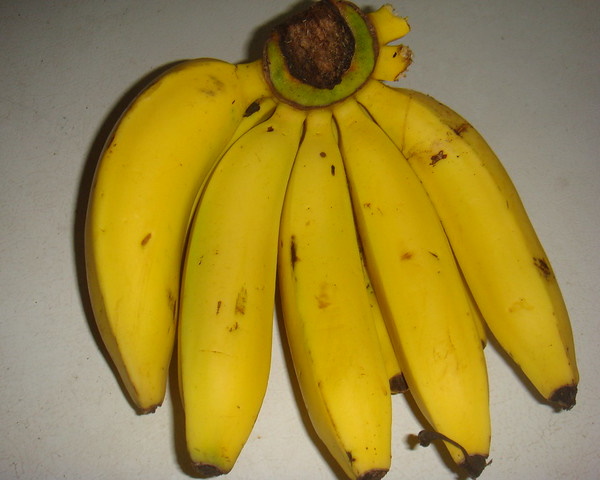 Yellow Fever Reliever: 7 Blight-Resistant Bananas - WebEcoist