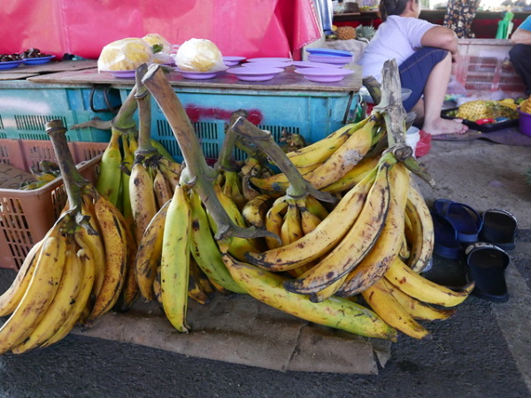 Yellow Fever Reliever: 7 Blight-Resistant Bananas - Page 2 of 3 - WebEcoist