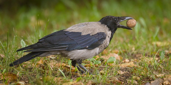 Hi High Blackbirds: The World's 7 Most Amazing Crows - WebEcoist
