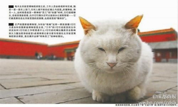 Chairmen Meow: Stray Cats Of Beijing's Forbidden City - WebEcoist