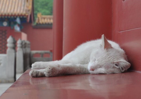Chairmen Meow: Stray Cats Of Beijing's Forbidden City - WebEcoist